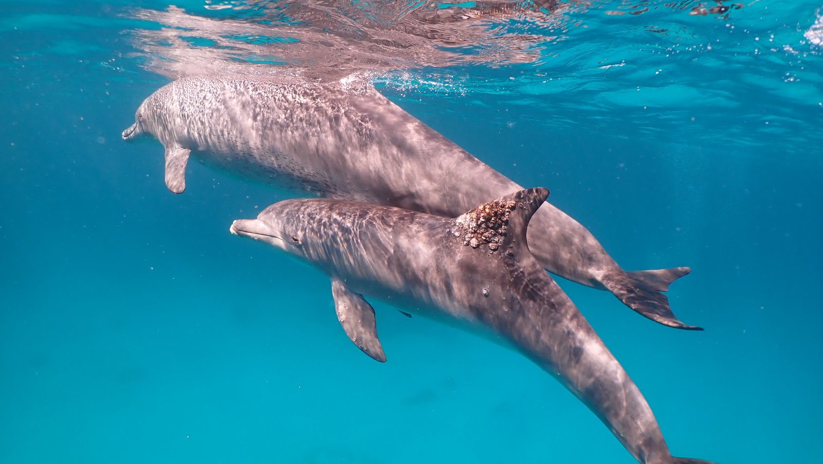 Skin diseases | Dolphin Watch Alliance
