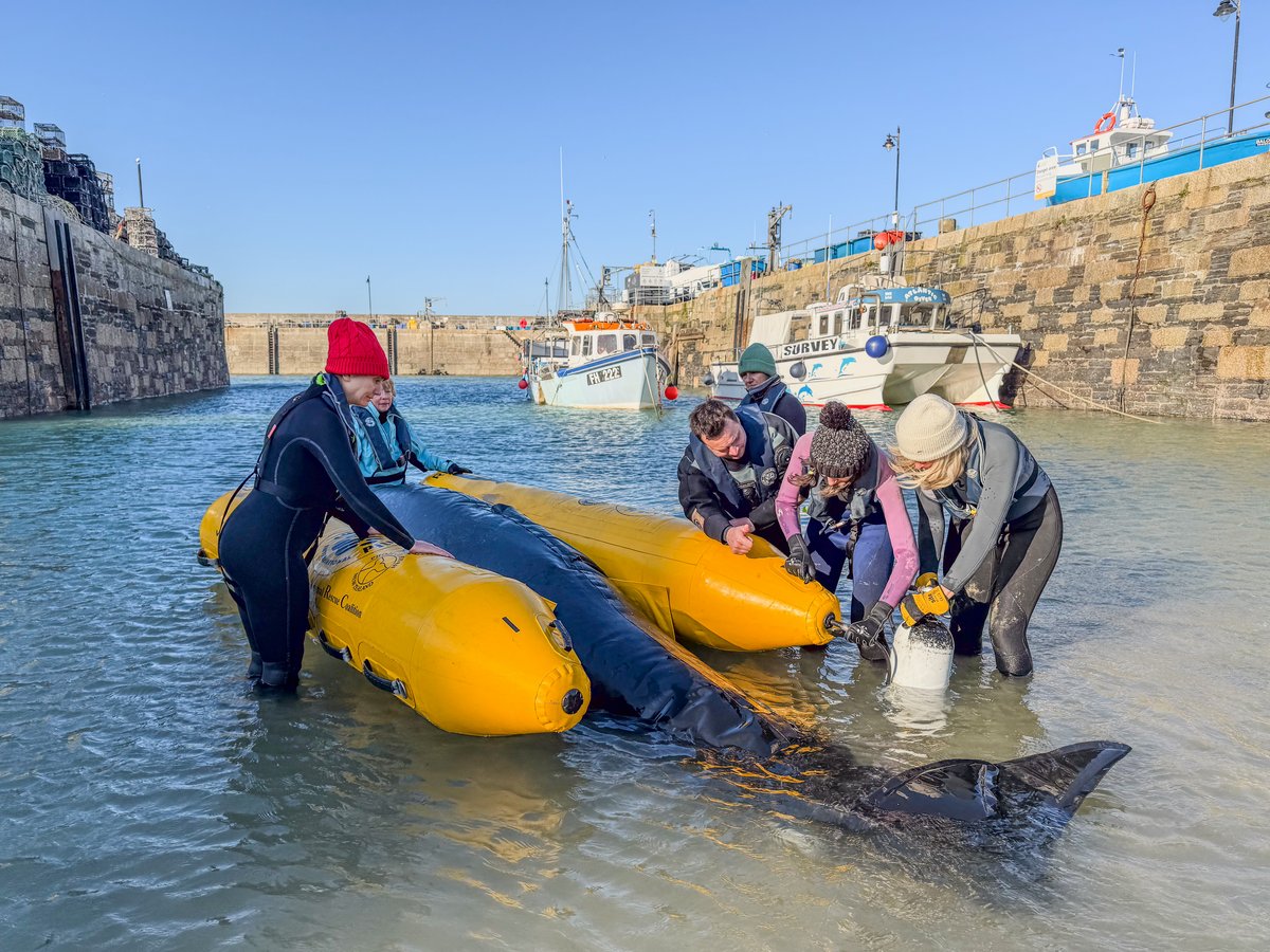 Marine Mammal Rescue Training with BDMLR | Dolphin Watch Alliance