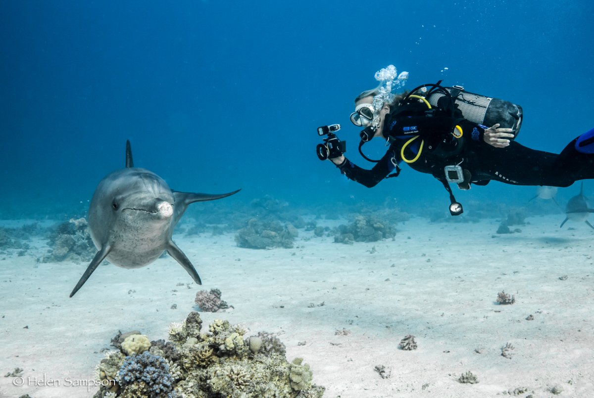 Release "Dolphin Reef" | Dolphin Watch Alliance