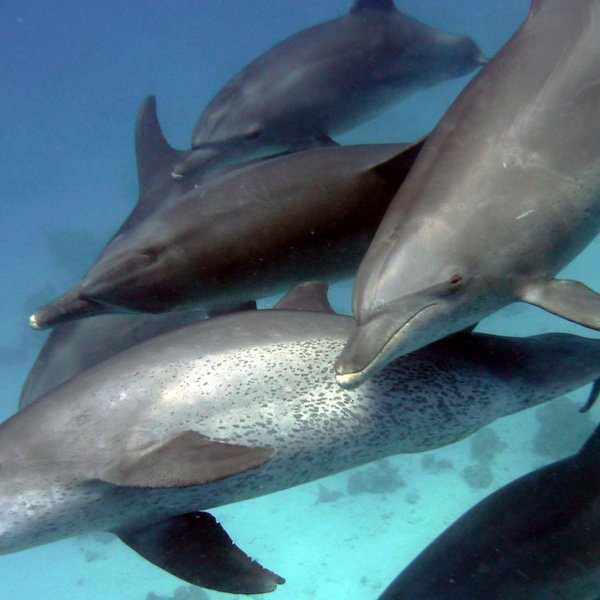Dolphin research in the Red Sea: Unique research methods | Dolphin Watch Alliance
