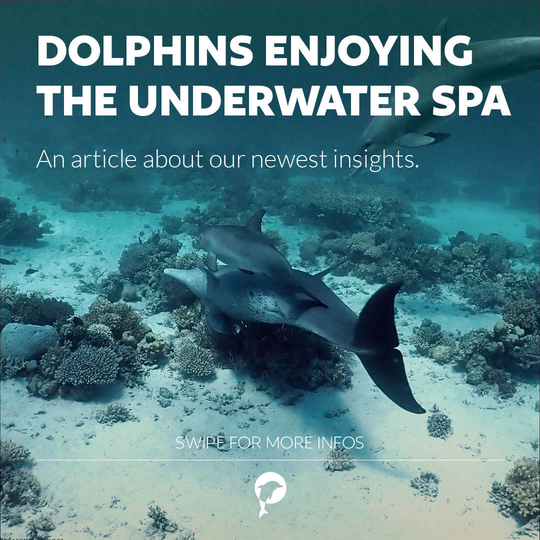 Dolphin conservation: Working together for conservation and research ...