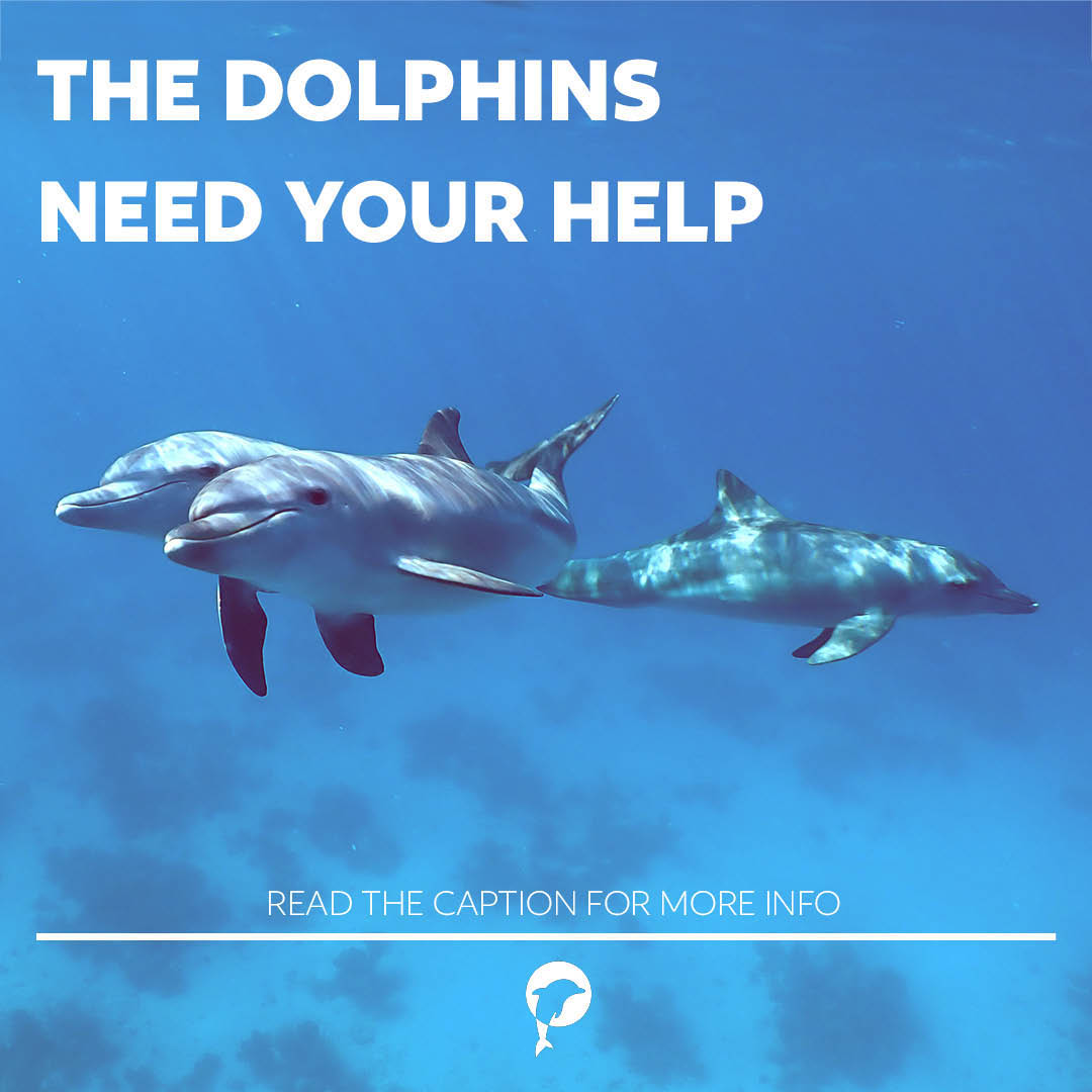 Dolphin conservation: Working together for conservation and research ...